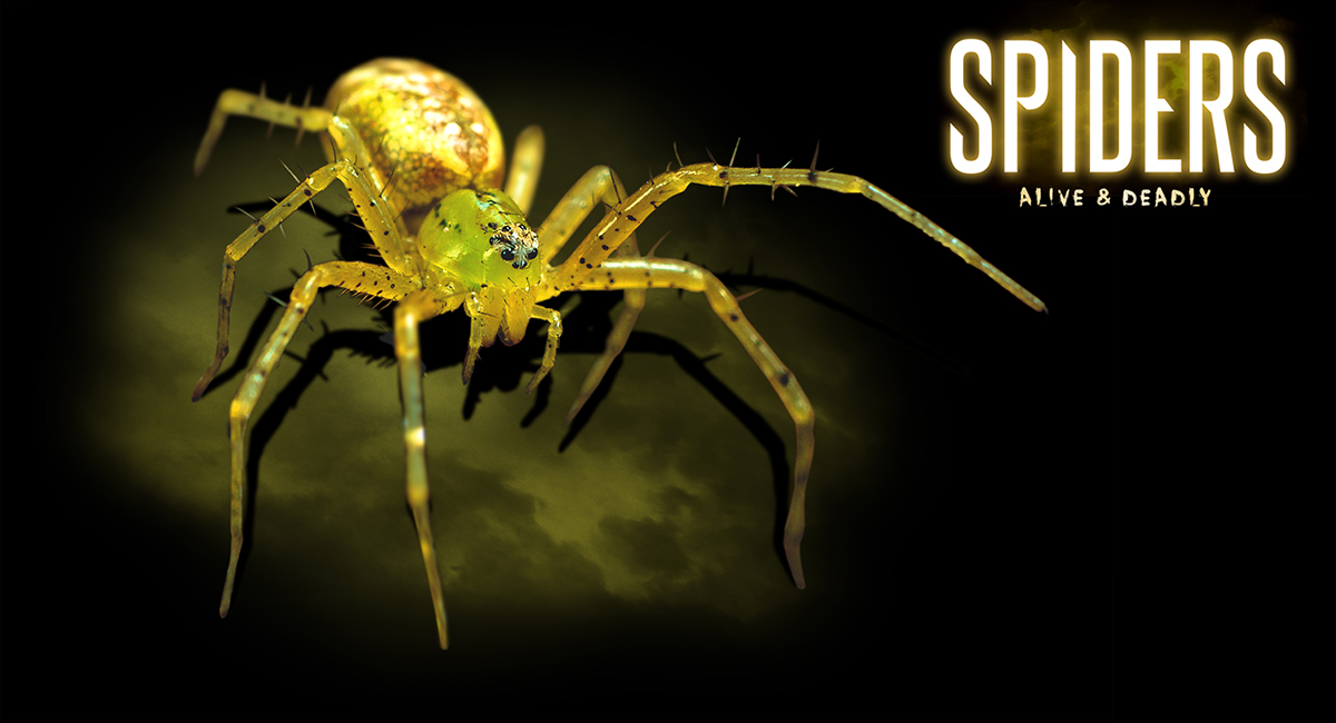 SPIDERS - ALIVE & DEADLY - eckfactor